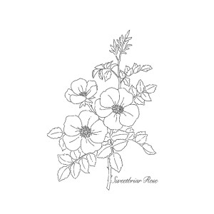 Sweetbrier Rose, Negative Painting, and Never Giving Up! - Westside ...